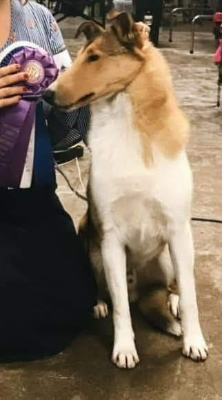 Cullain – Ceilidh Collies