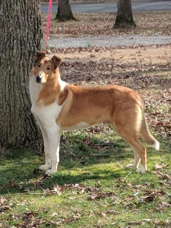 Cullain – Ceilidh Collies