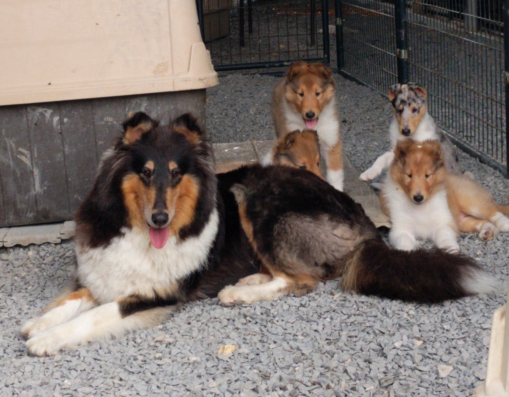 Ceilidh Collies – Where Legends Are Made