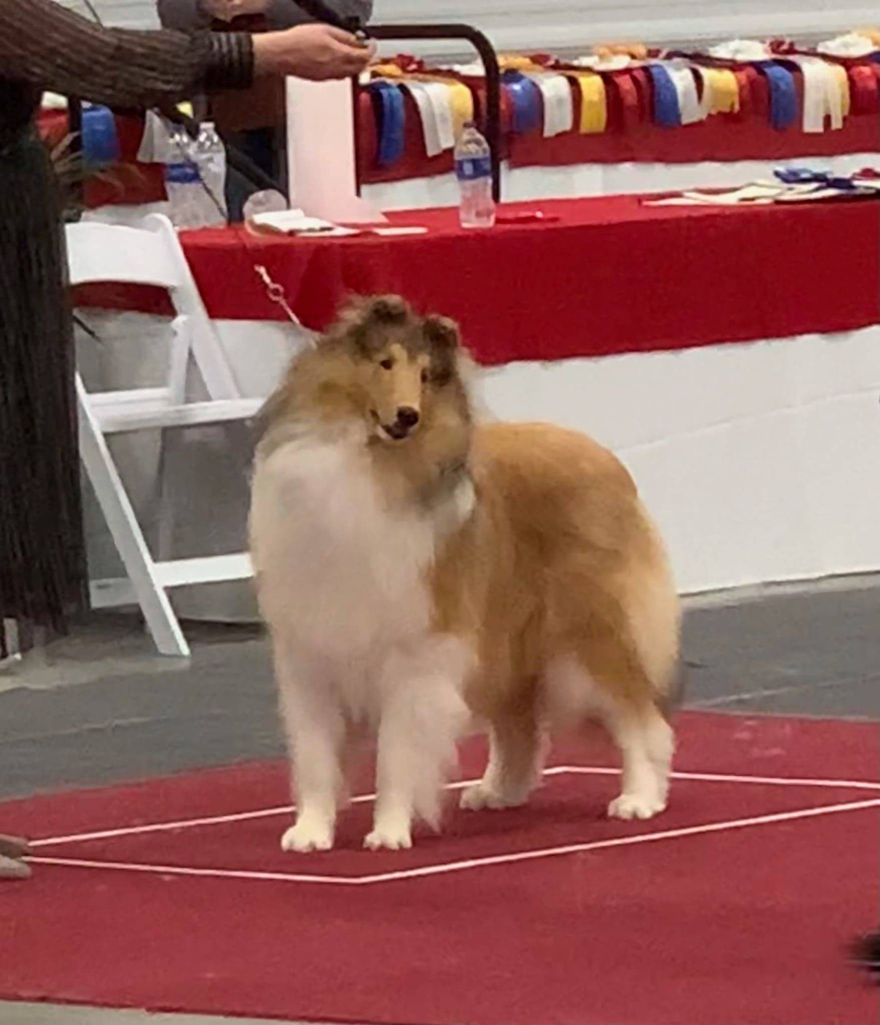 Cullain – Ceilidh Collies