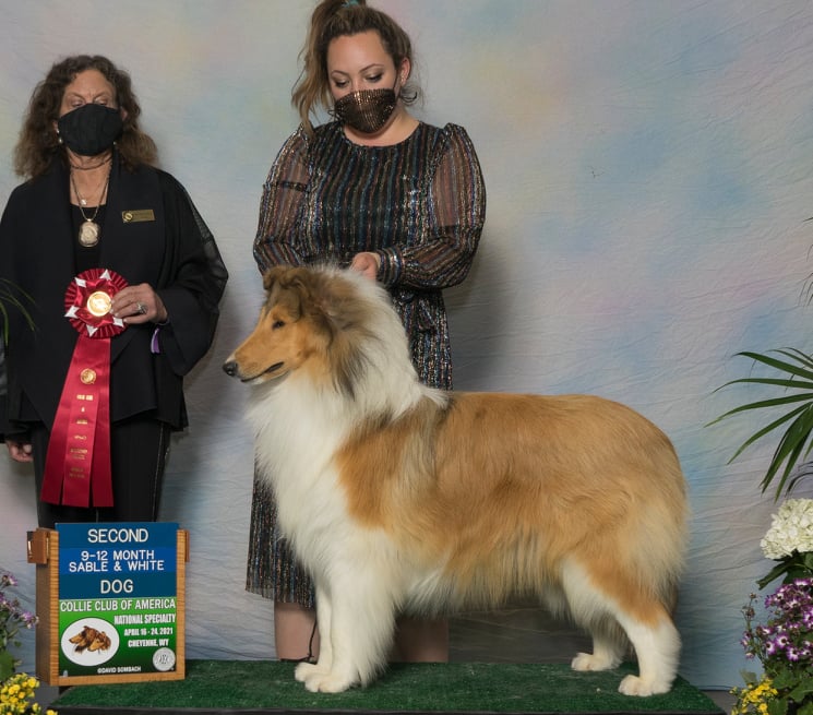Cullain – Ceilidh Collies