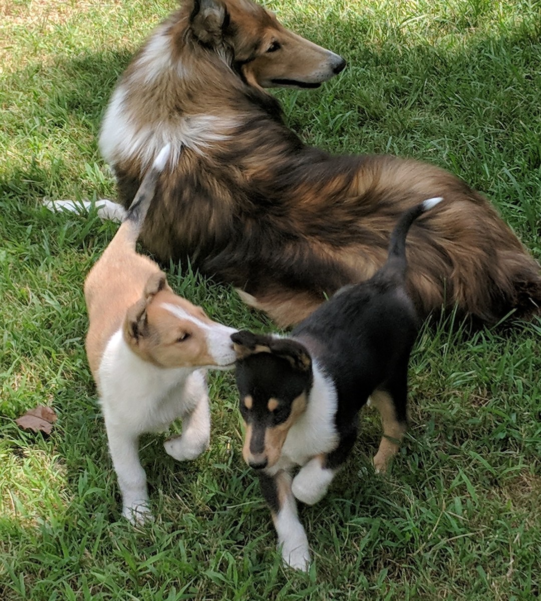Contact Us – Ceilidh Collies