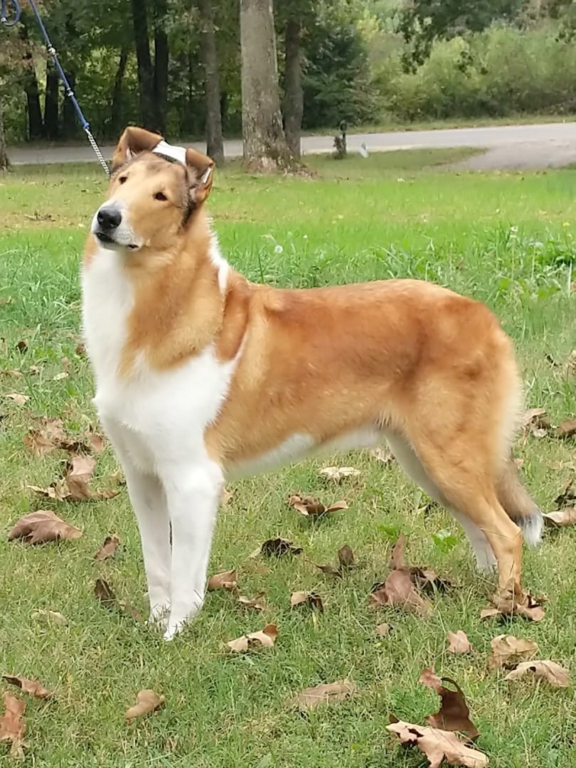 Cullain – Ceilidh Collies