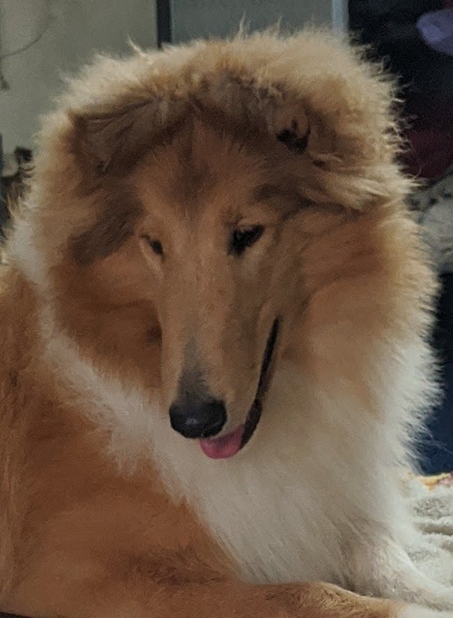 Cullain – Ceilidh Collies