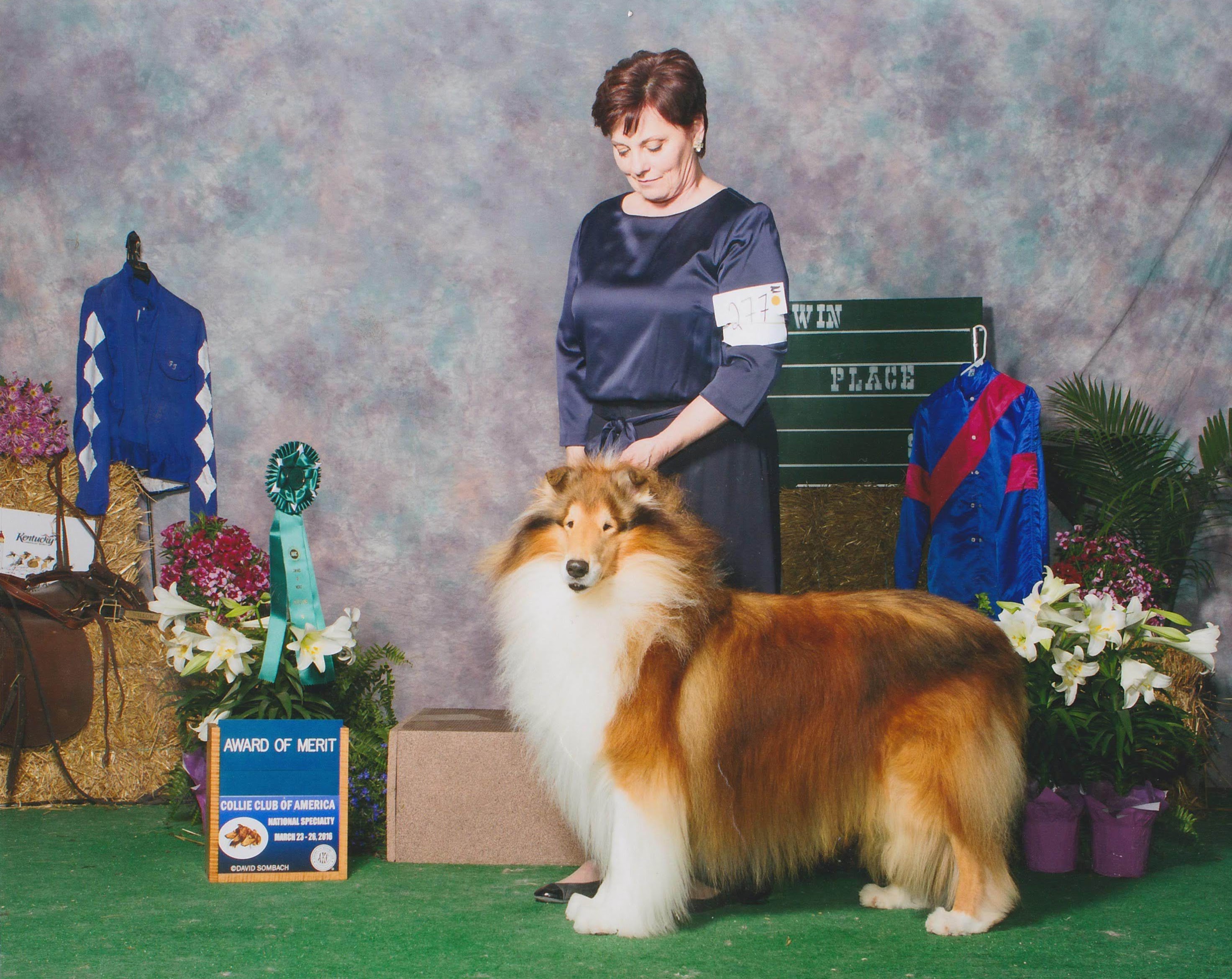 Robin – Ceilidh Collies