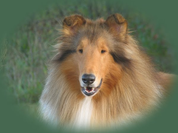 Robin – Ceilidh Collies