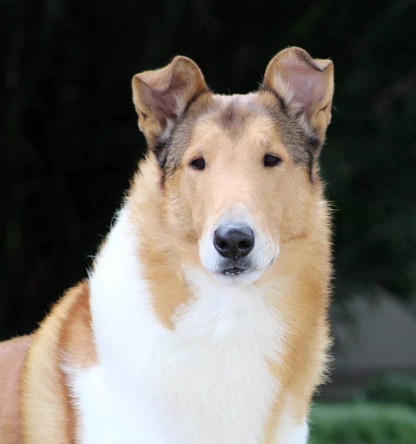 Our Dogs – Ceilidh Collies