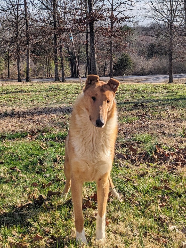 Future – Ceilidh Collies