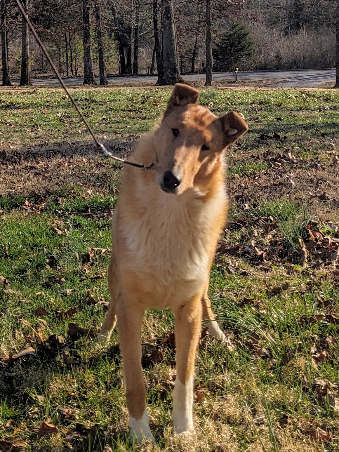 Future – Ceilidh Collies