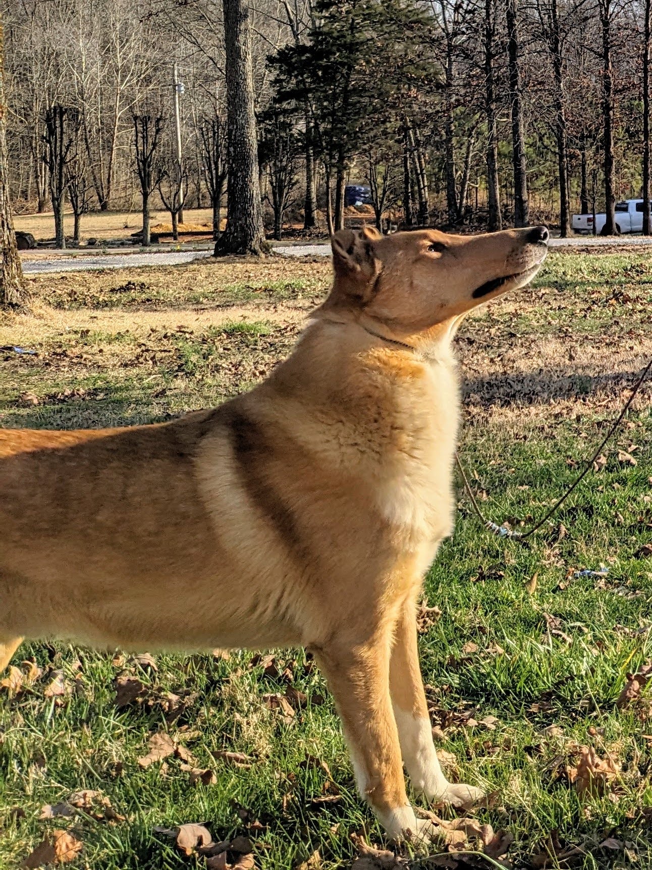 Future – Ceilidh Collies