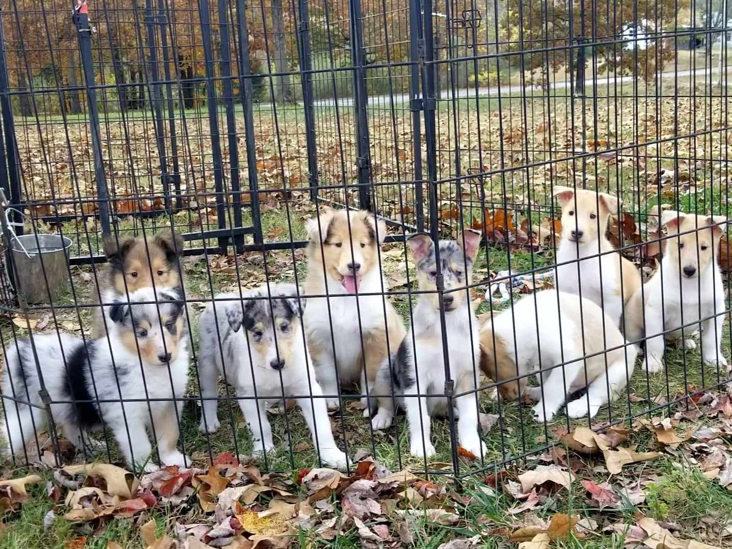 Puppies, Plans, and Past – Ceilidh Collies