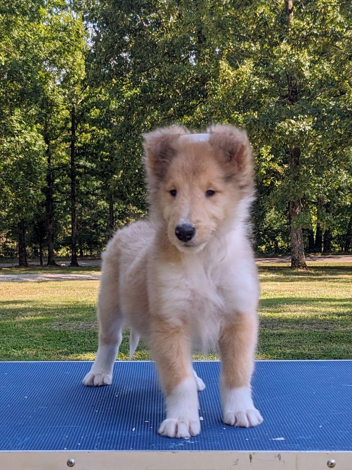 Puppies, Plans, and Past – Ceilidh Collies