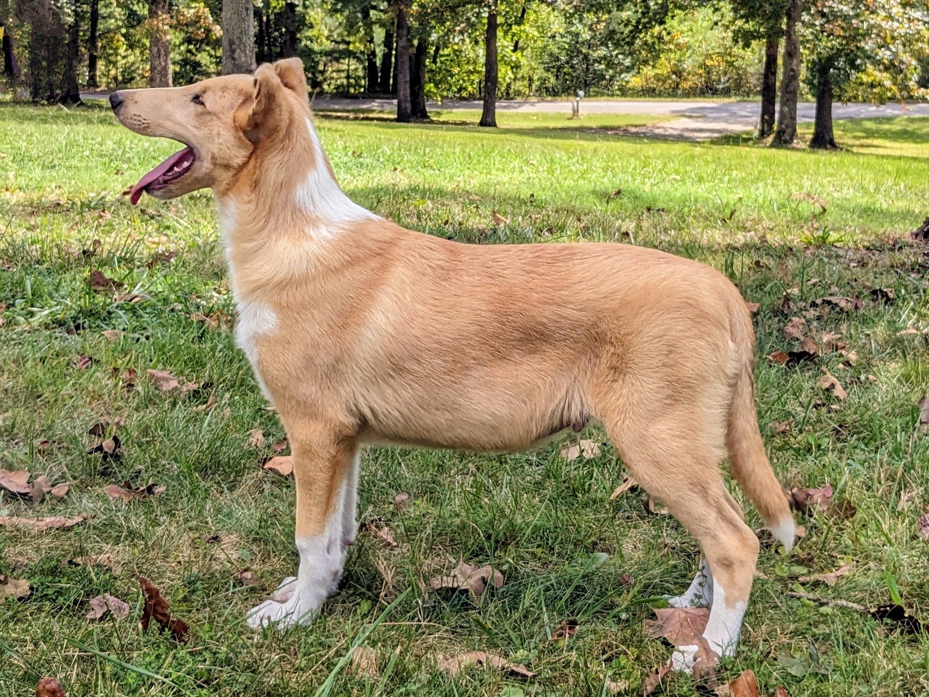 Puppies, Plans, and Past – Ceilidh Collies