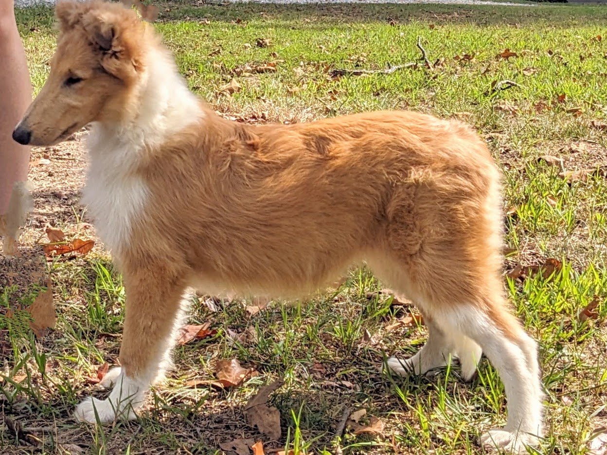 Puppies, Plans, and Past – Ceilidh Collies