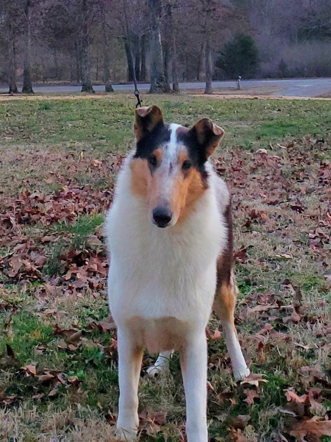 Dapper – Ceilidh Collies